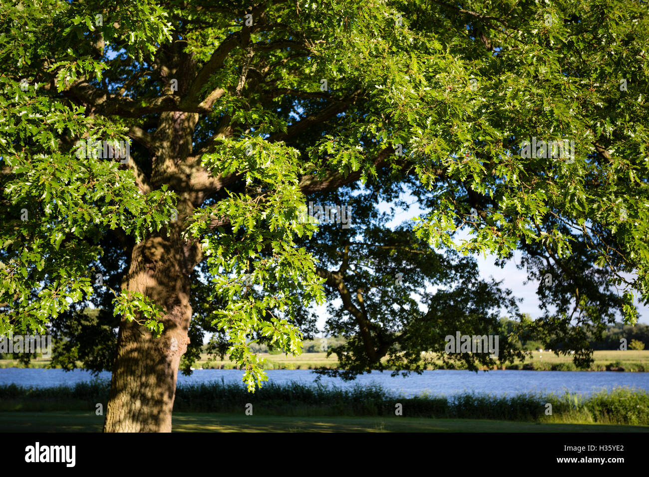 Looking up the trunk of a tall tree to the leaf canopy above Stock ...