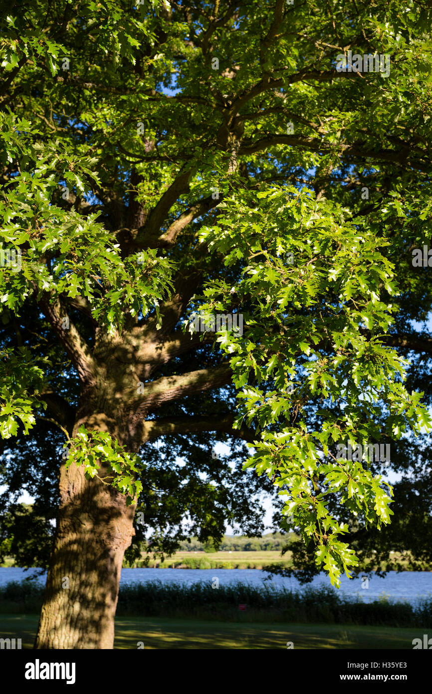 Looking up the trunk of a tall tree to the leaf canopy above Stock ...