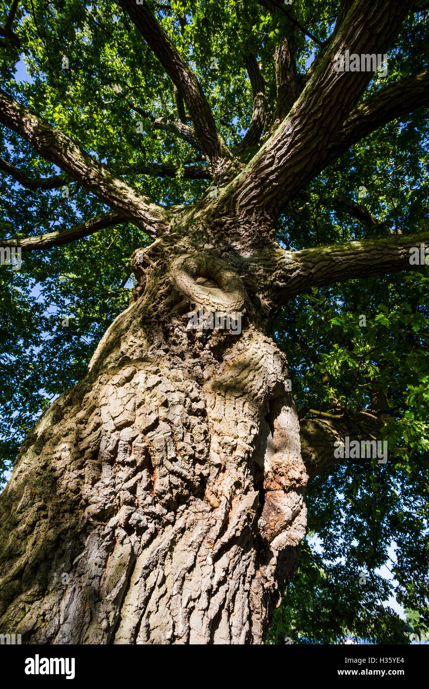 Trunk of a tall tree High Resolution Stock Photography and Images - Alamy
