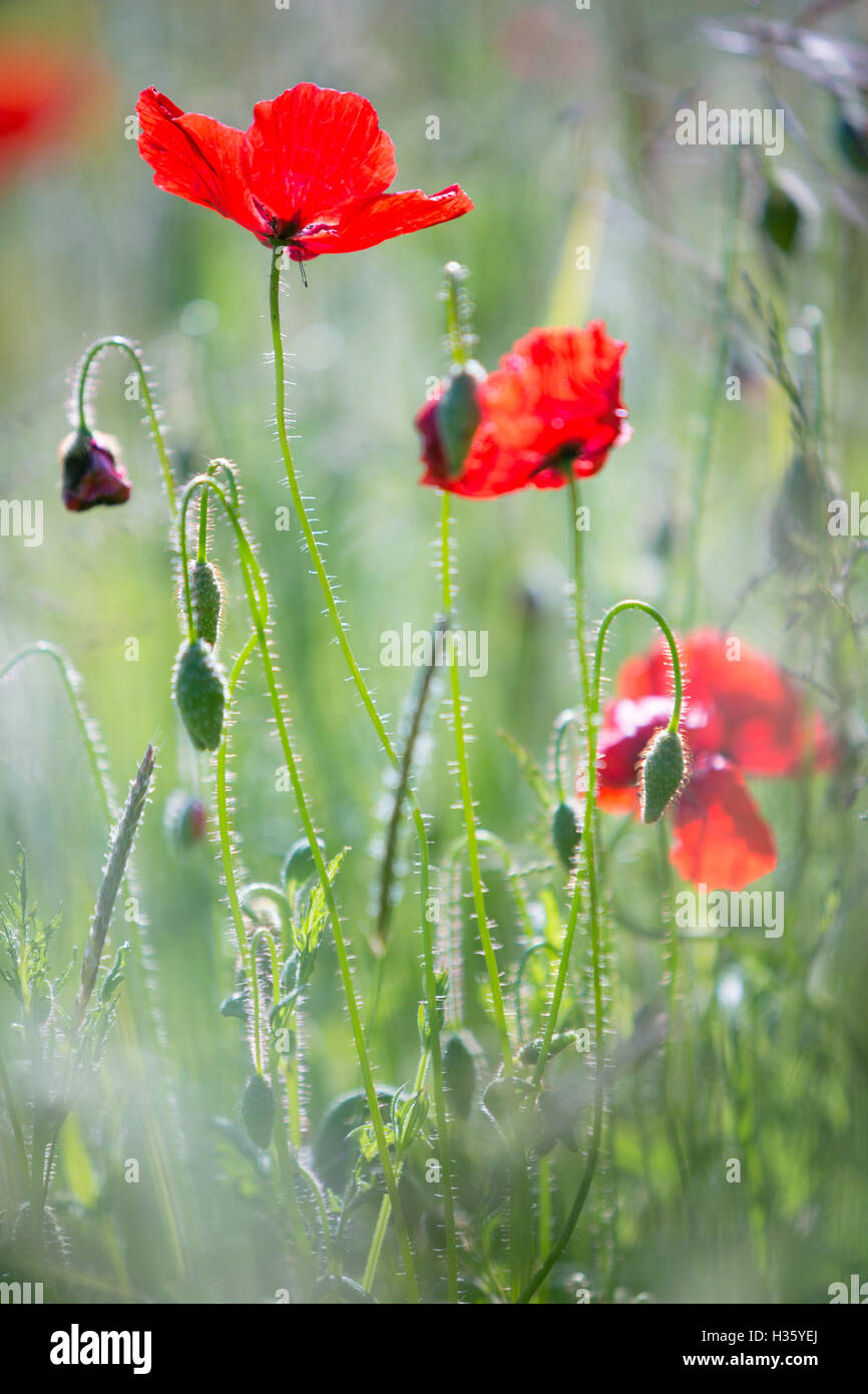 Deep red poppies in a farmers field Stock Photo - Alamy
