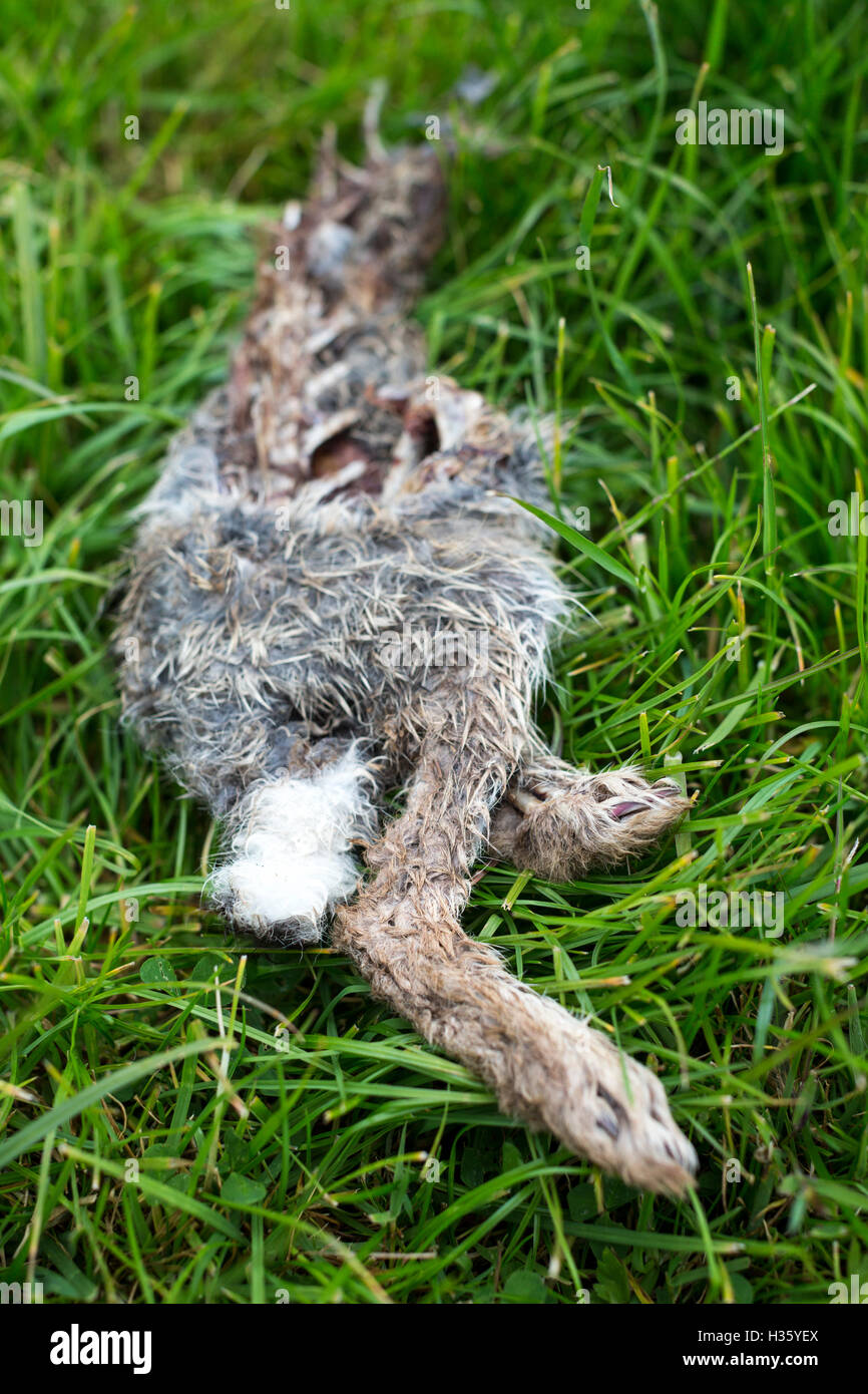 Half eaten carcass hi-res stock photography and images - Alamy