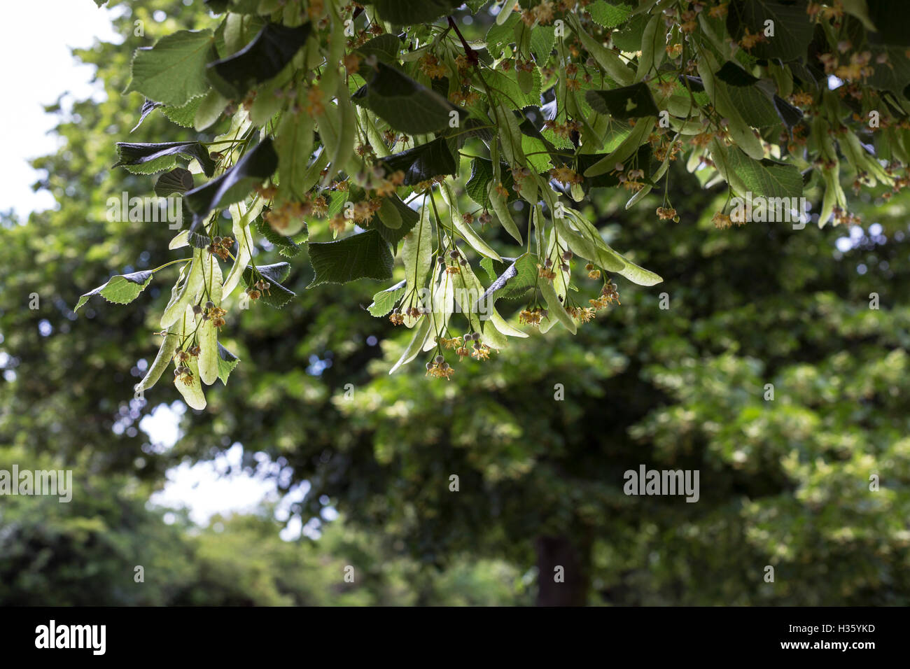 Large tree in leaf Stock Photo - Alamy