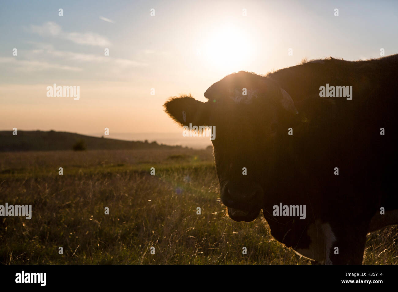 Cow in a farmer's field against a sunset Stock Photo - Alamy