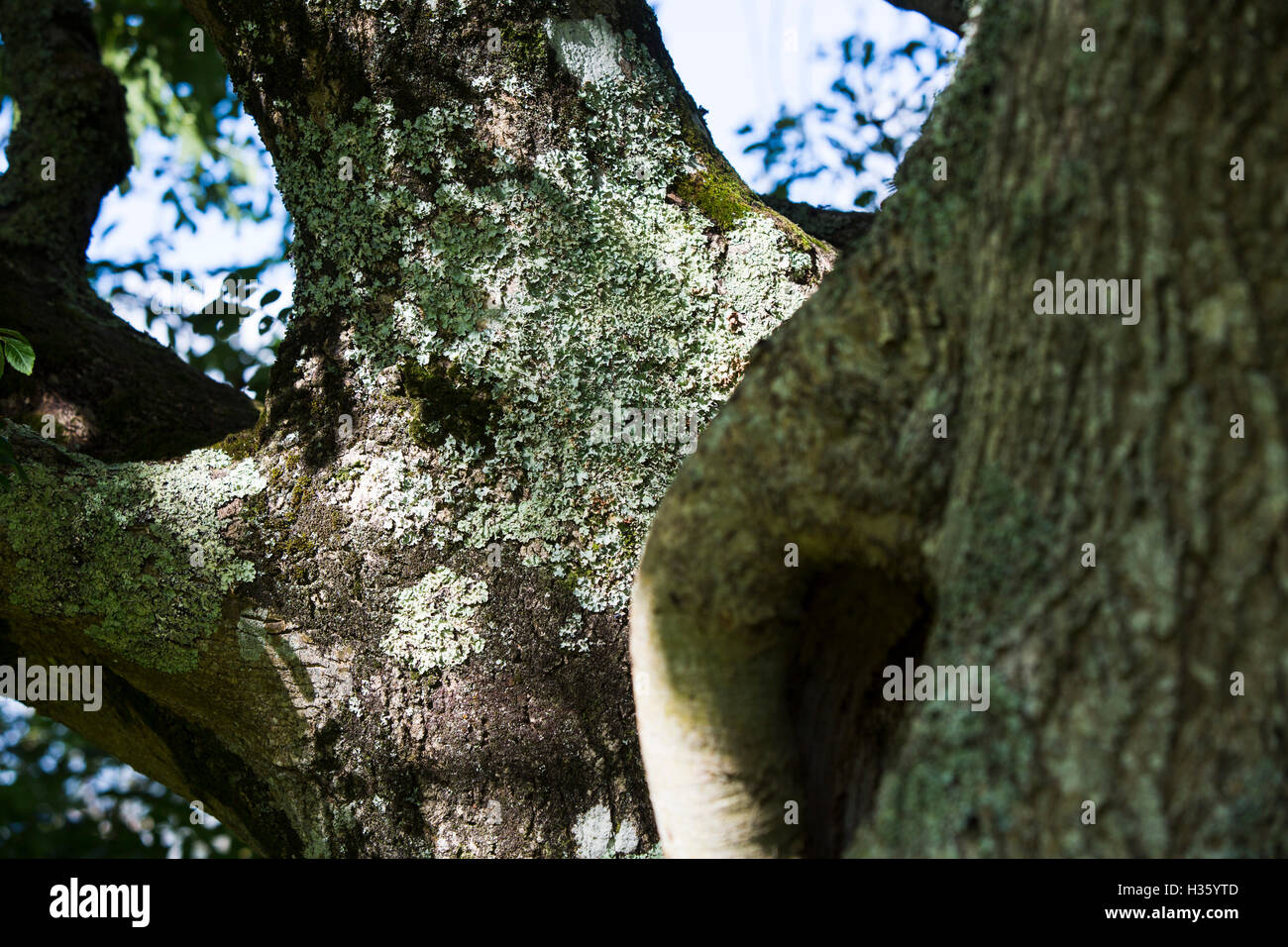 Large moss hi-res stock photography and images - Alamy