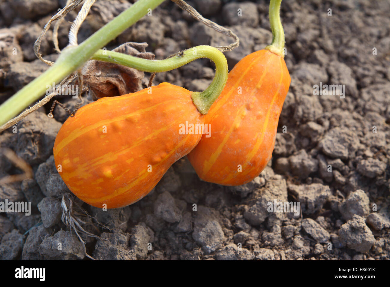 Two unusual orange and yellow striped ornamental gourds growing on the ...