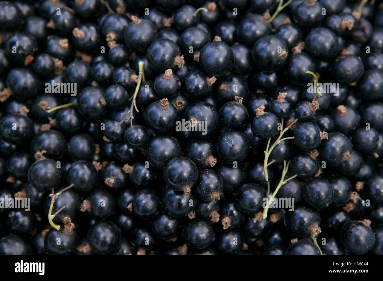 A large bowl of blackcurrants freshly picked in the UK, the soft fruit ...