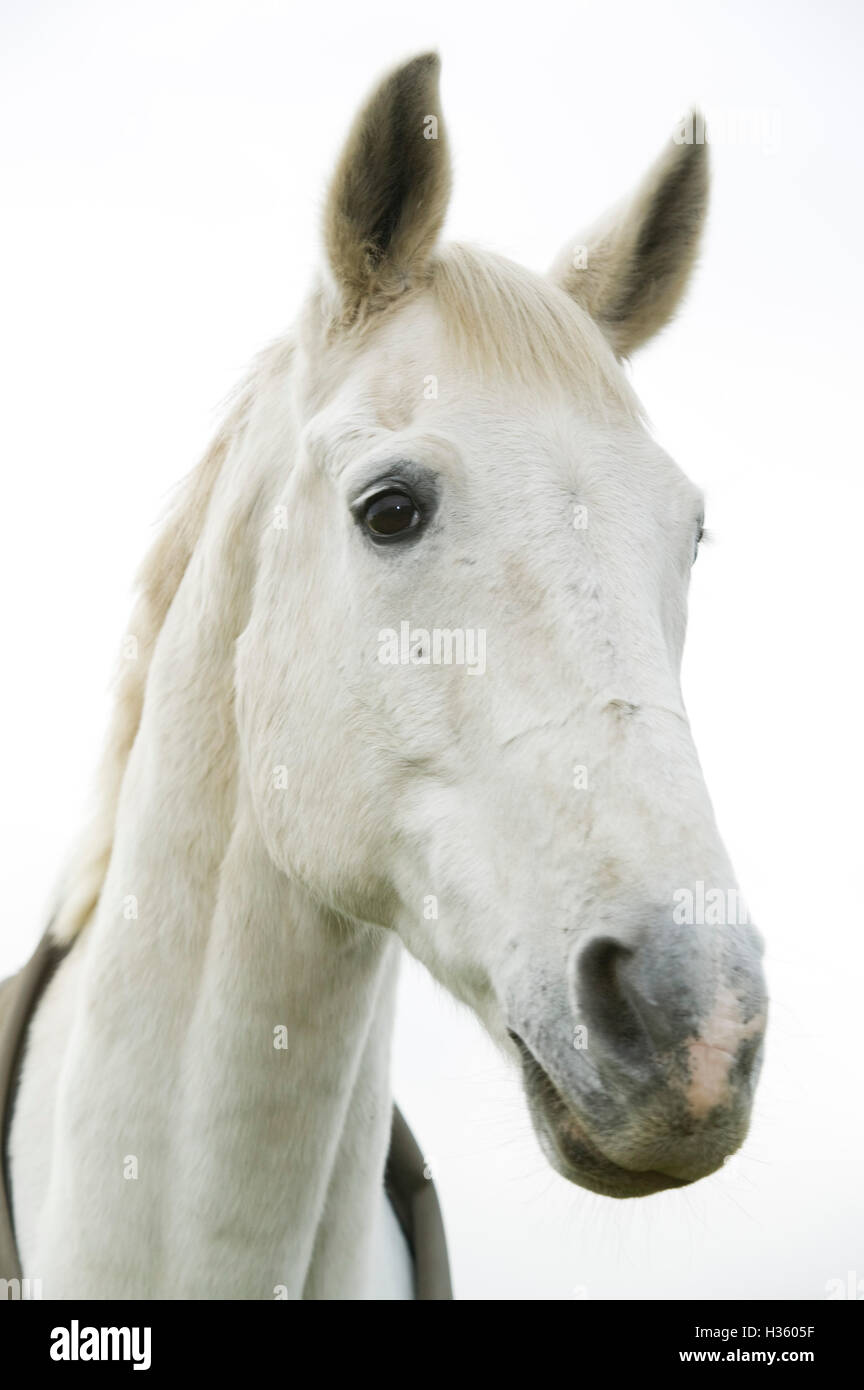 John & Diane hilsdon horse portraits Stock Photo - Alamy