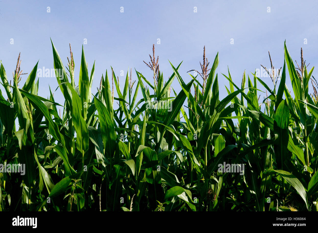 Corn on the cob plants hi-res stock photography and images - Alamy