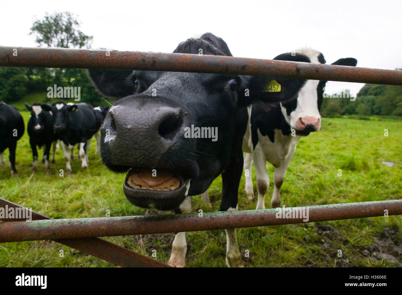 Rural landscape scene with livestock and fields Stock Photo - Alamy