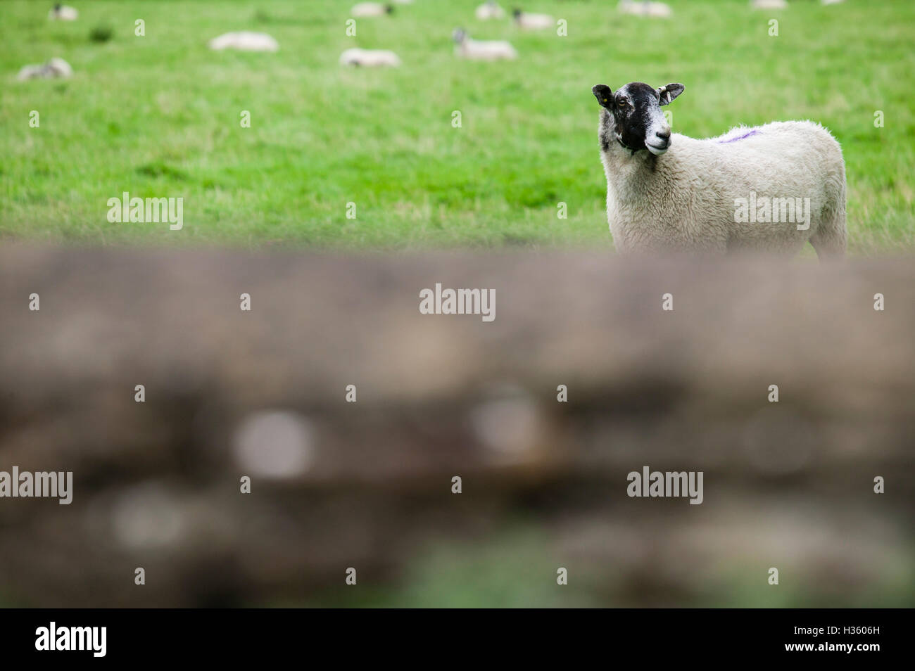 Sheep looking over a wall in a farmer's field Stock Photo - Alamy