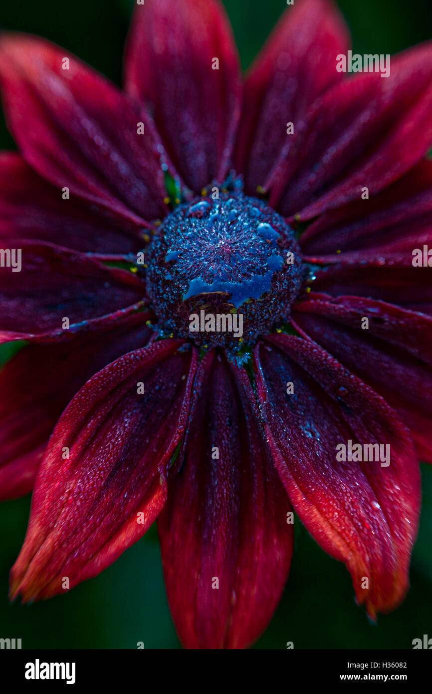 Deeply coloured petals in a close up flower portrait in a creative ...
