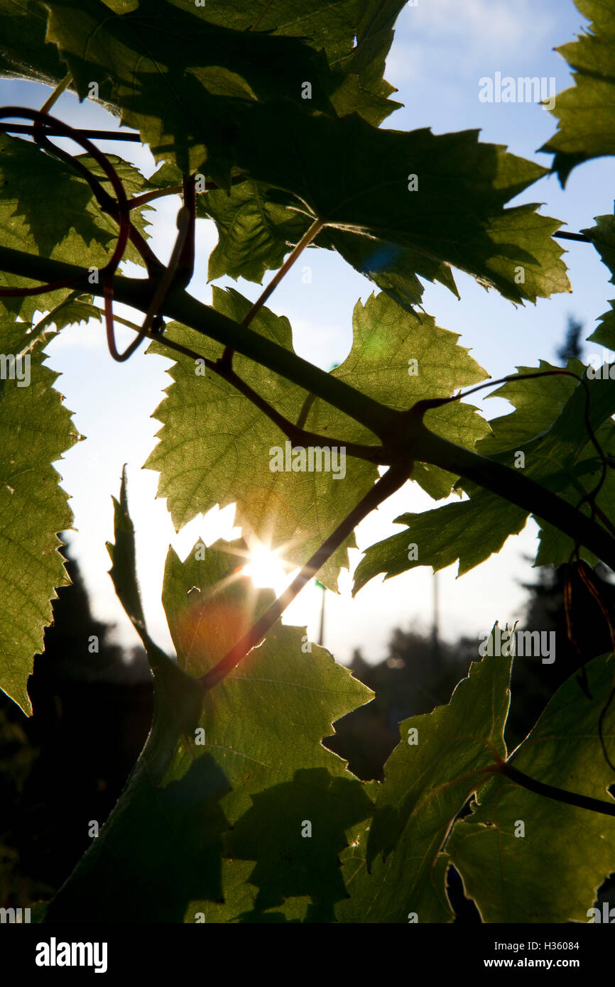 Grape vine uk hi-res stock photography and images - Alamy