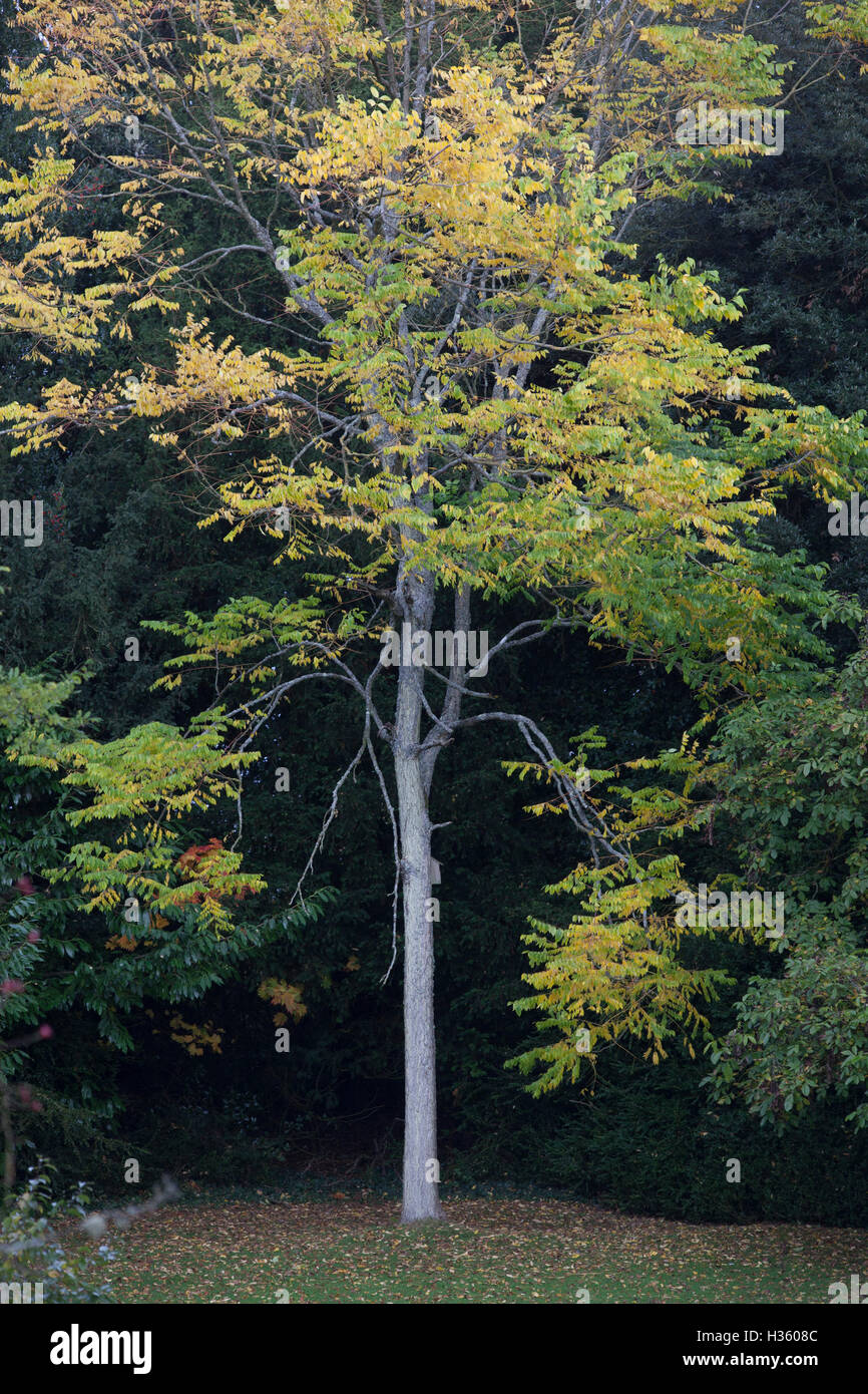 Autumn colours and delicate leaves on a silver trunk tree in a forest ...