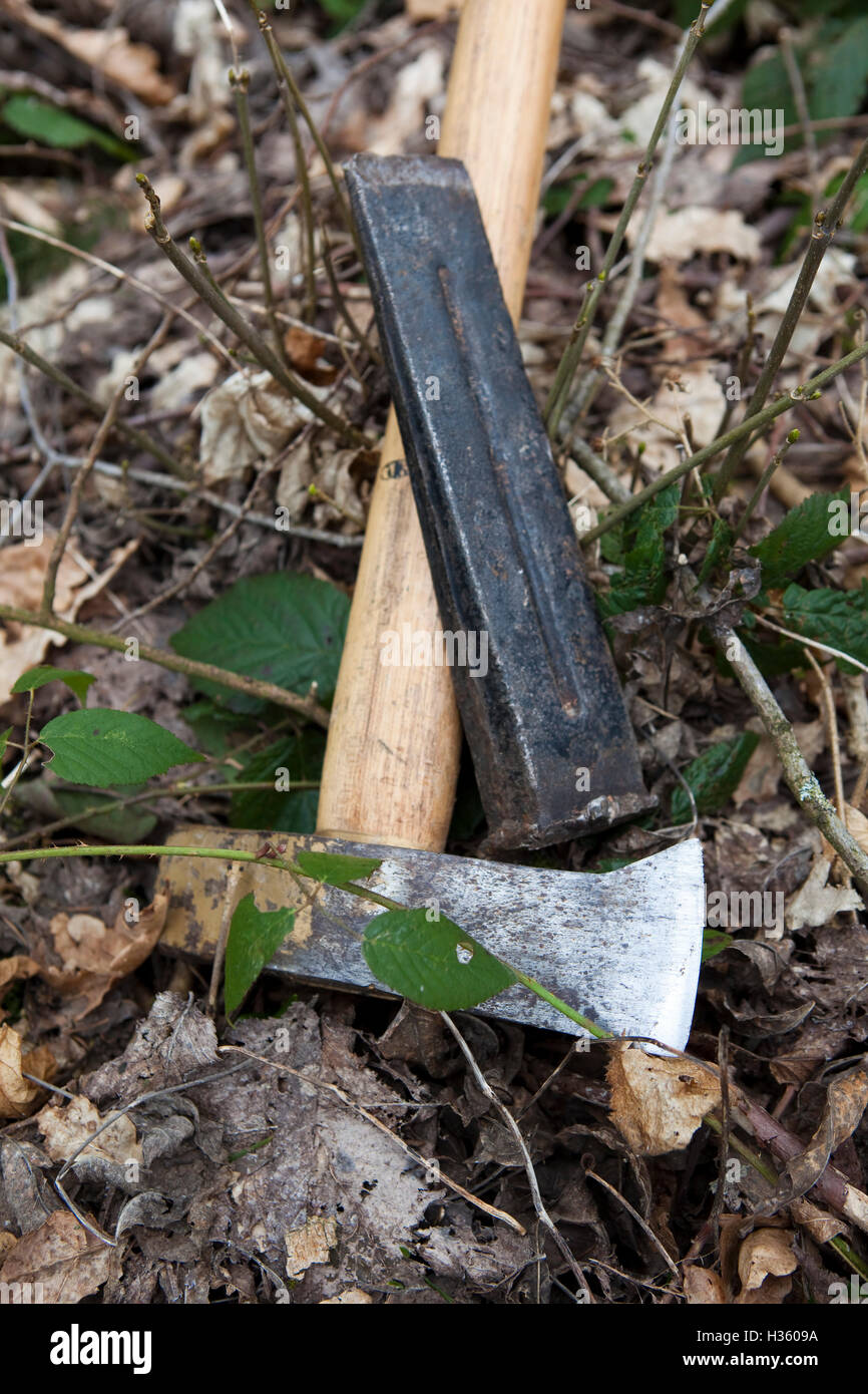 Wenlock Edge - Shropshire, UK - Ash Tree Project - An ash tree has been ...