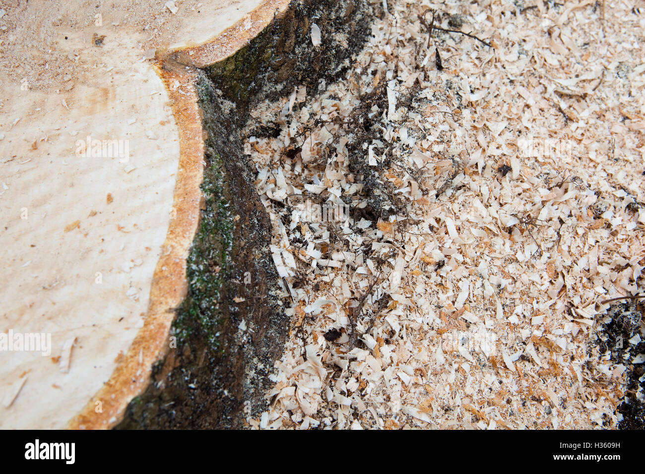 Felling Of Piles High Resolution Stock Photography and Images - Alamy