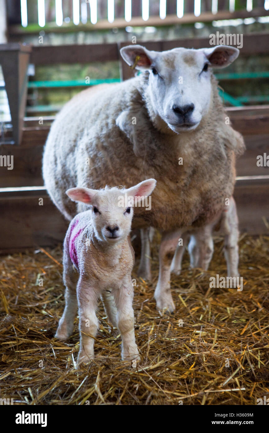 new born lambs in a farmer's field with the mother Ewe on a north of ...