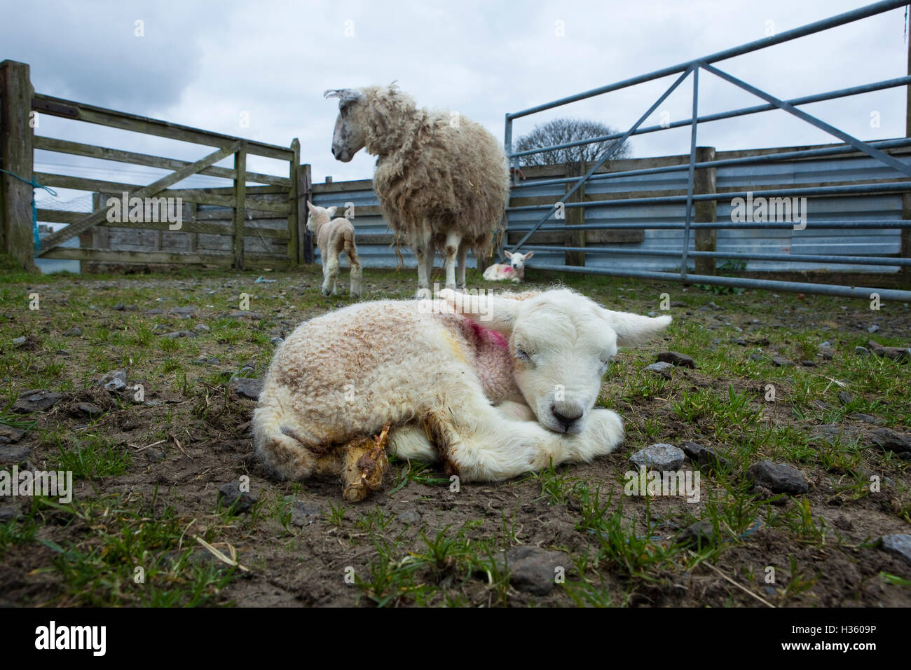 new born lambs in a farmer's field with the mother Ewe on a north of ...