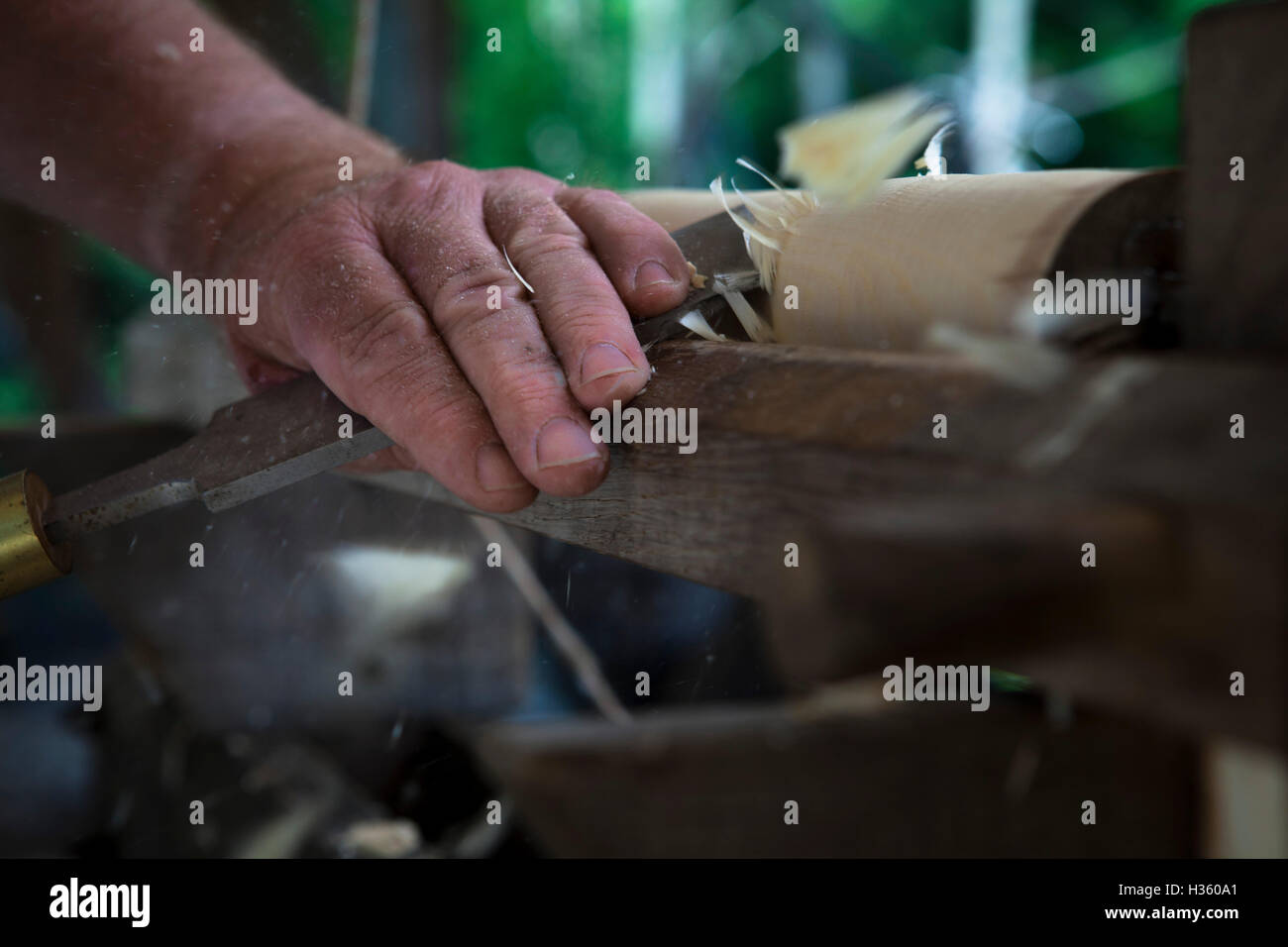 Wenlock Ash tree project. Neill Mapes at the Greenwood Centre ...