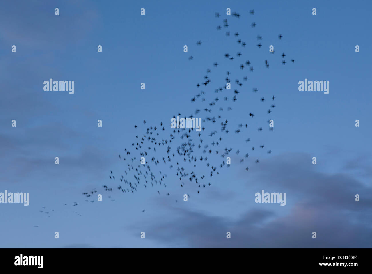 Birds flocking together caught in a blur of movement across the ...