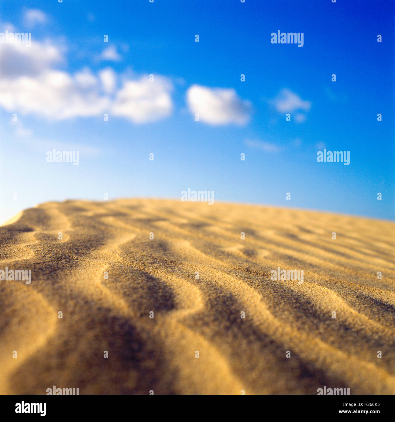 Close up low down view of sand patterns on a sadn dune in Fureteventura ...