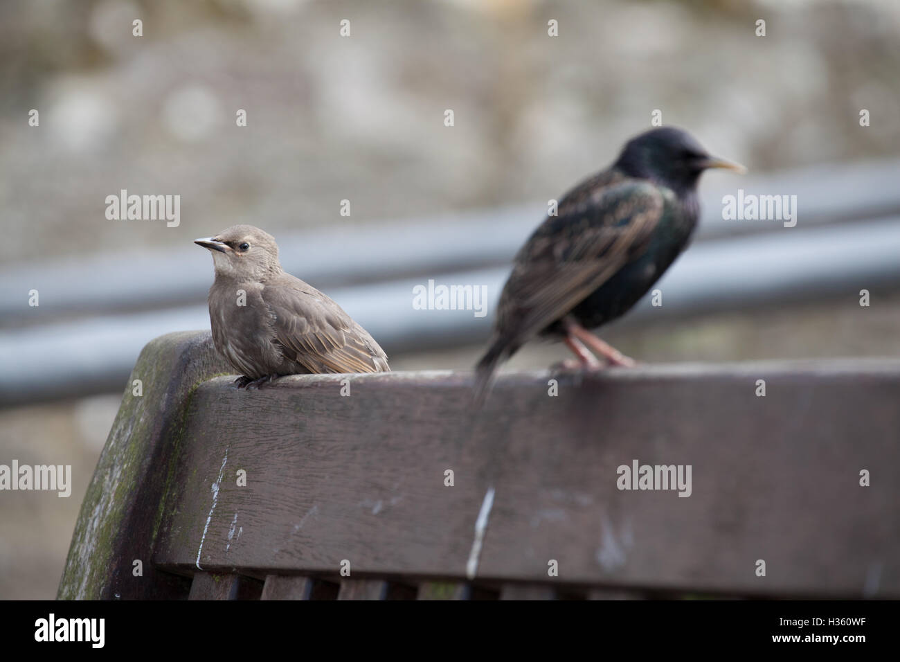 Young common starling hi-res stock photography and images - Alamy