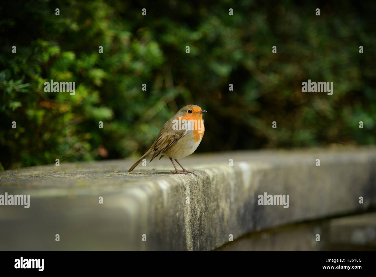 My favourite bird hi-res stock photography and images - Alamy