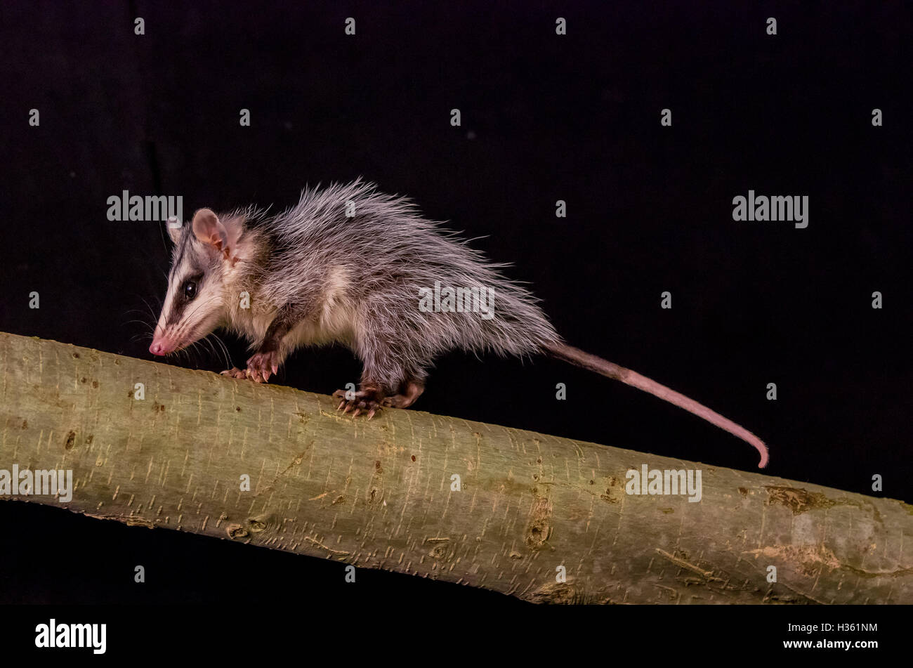Zarigueya hi-res stock photography and images - Alamy