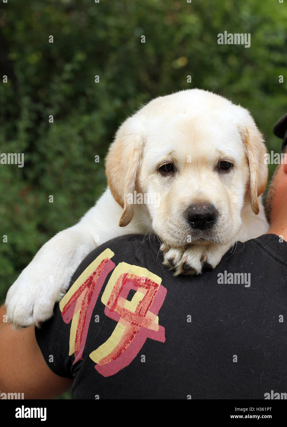 a little yellow labrador puppy a shoulder of a man Stock Photo - Alamy