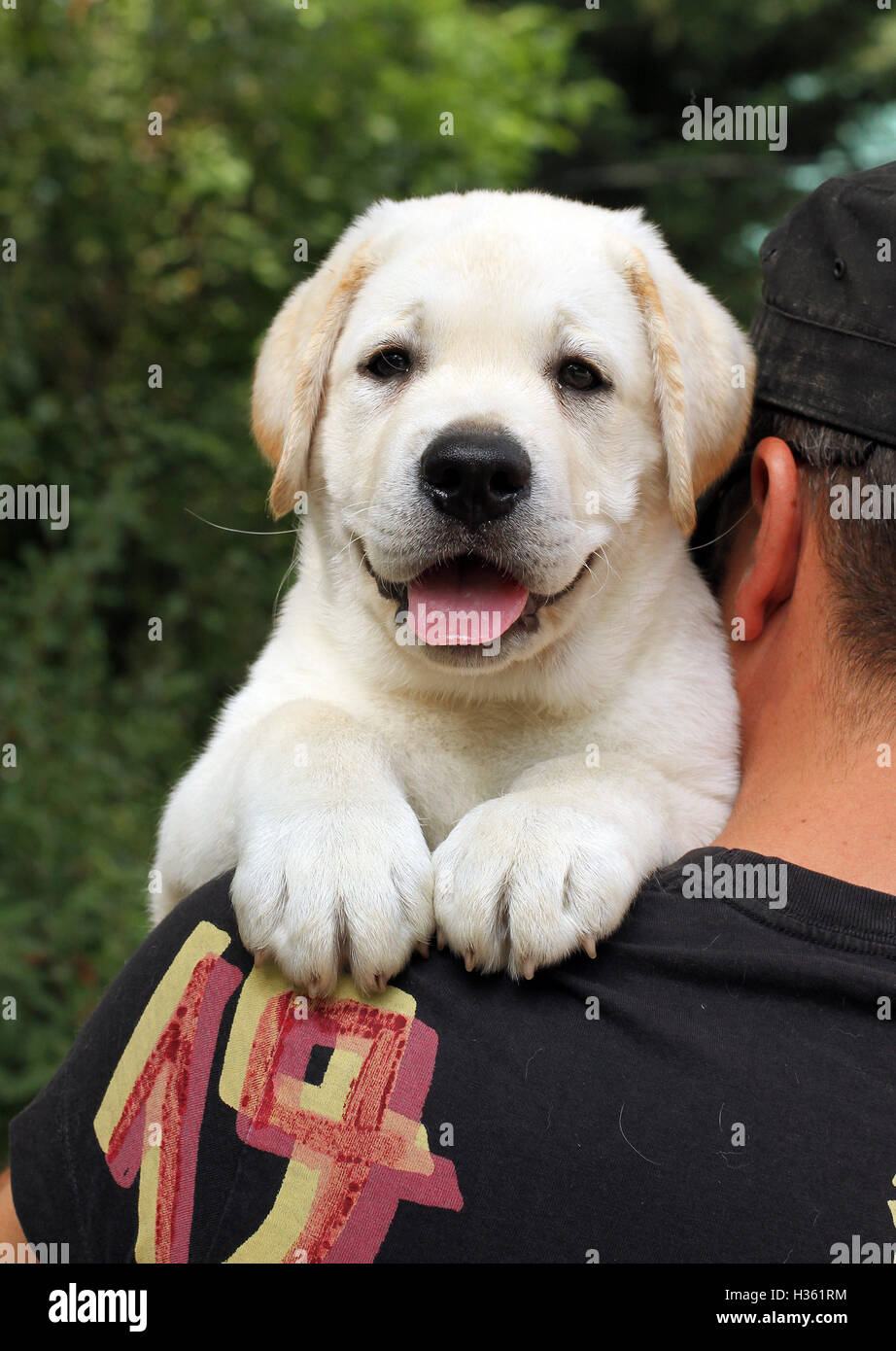 the little yellow labrador puppy a shoulder of a man Stock Photo - Alamy