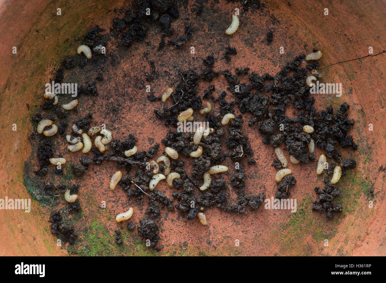 Vine Weevil Otiorhynchus Sulcatus Larvae High Resolution Stock ...