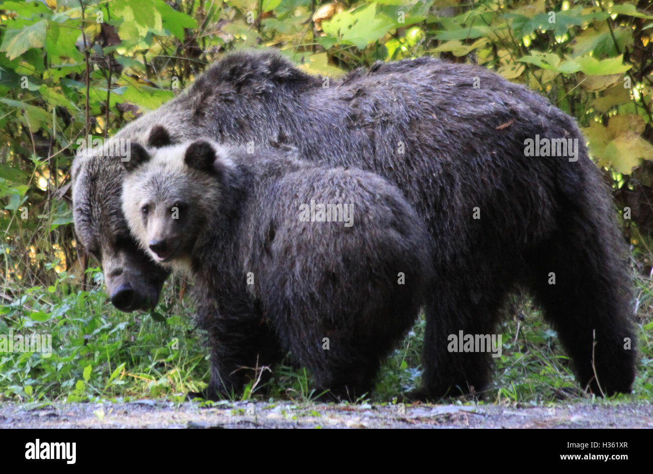 Sow grizzly hi-res stock photography and images - Alamy