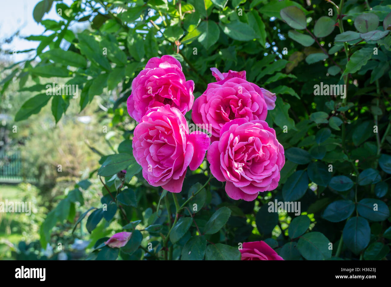 Poland rose garden hi-res stock photography and images - Alamy