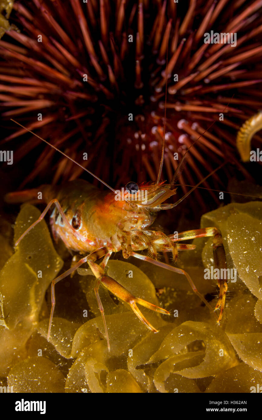 colourful shrimp in front of sea urchin taken in Malta Stock Photo - Alamy