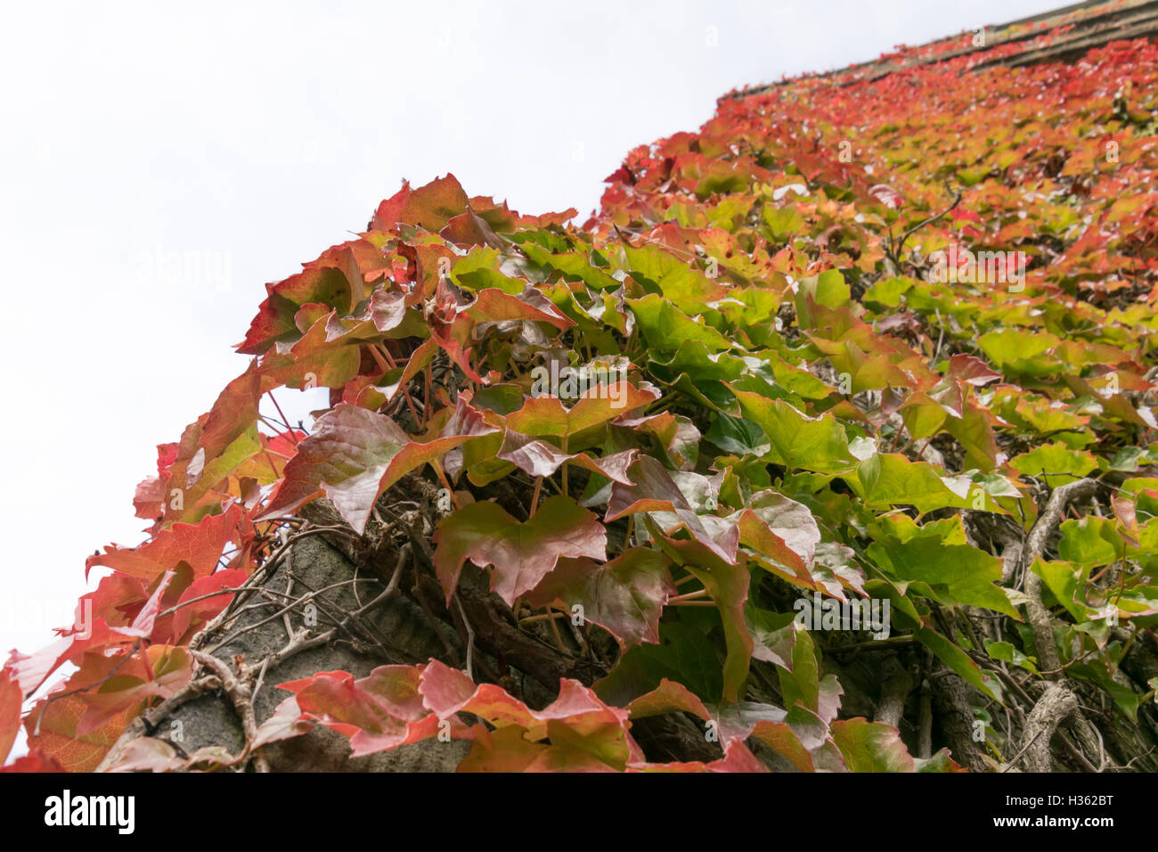 Virgina creeper hi-res stock photography and images - Alamy