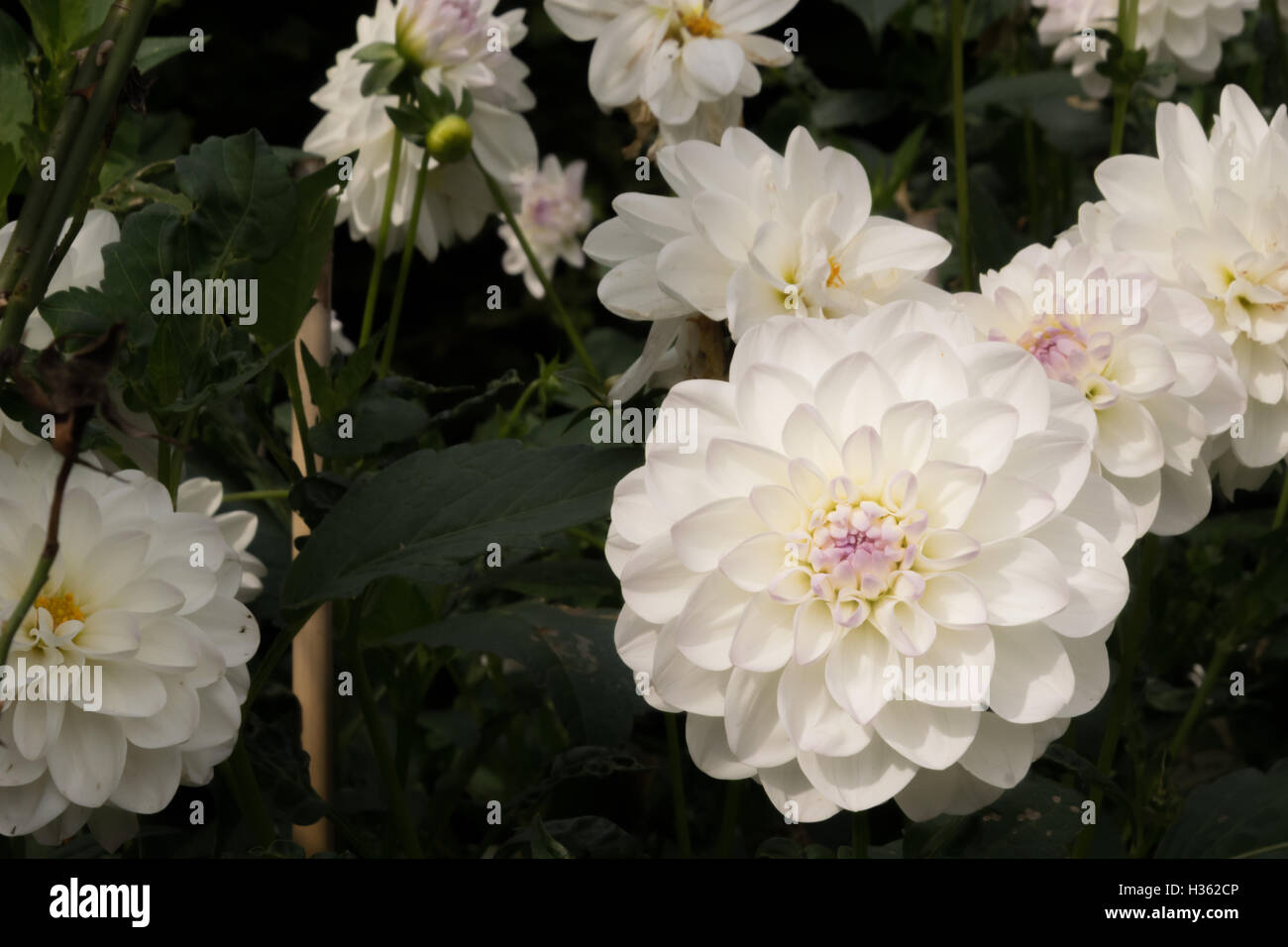 White dahlia flower Stock Photo - Alamy