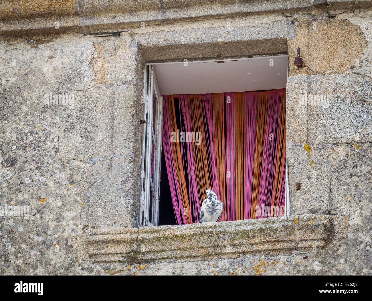 Pigeon on window hi-res stock photography and images - Alamy