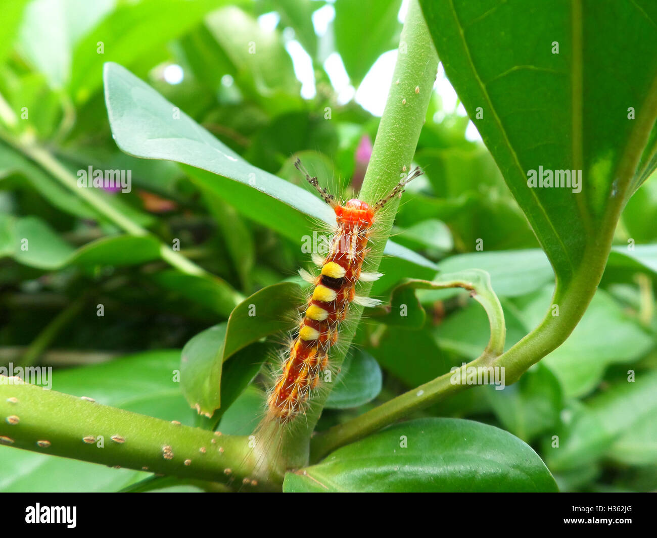 Caterpillar climbing hi-res stock photography and images - Alamy
