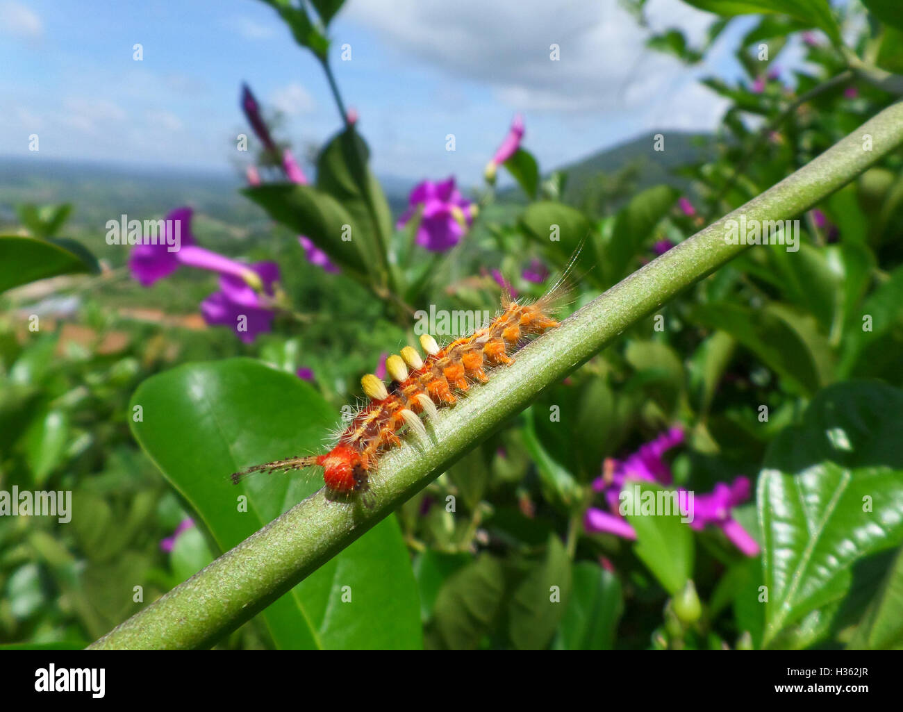 Caterpillar climbing hi-res stock photography and images - Alamy