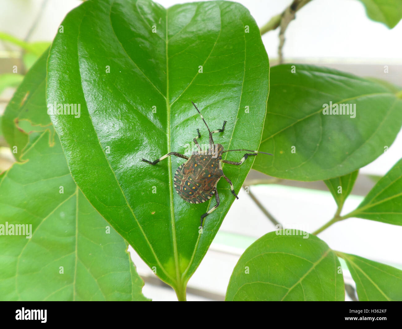 Dark color bug climbing on bright green leaf, close-up, background ...