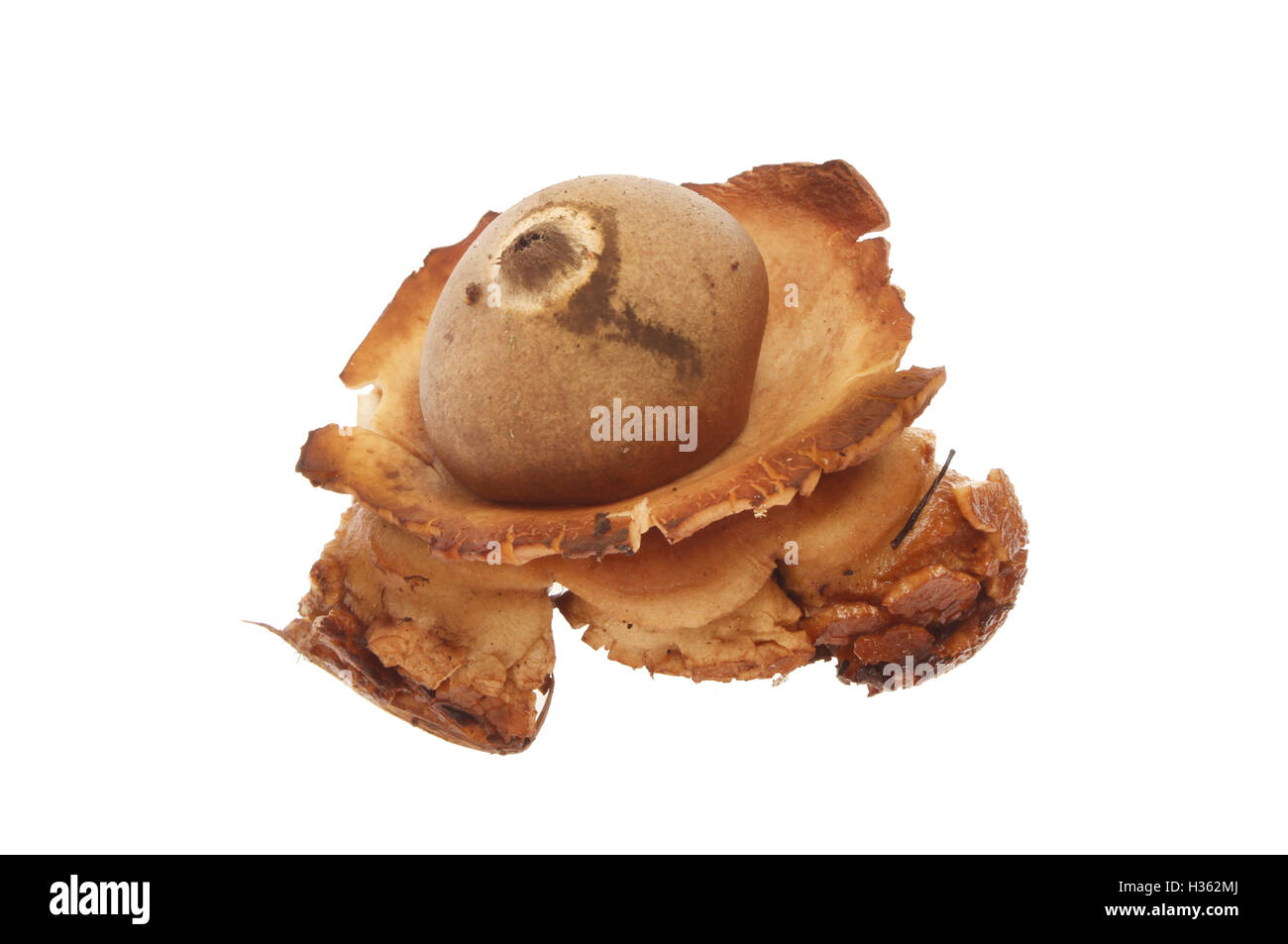 Puffball Cut Out Stock Images & Pictures - Alamy