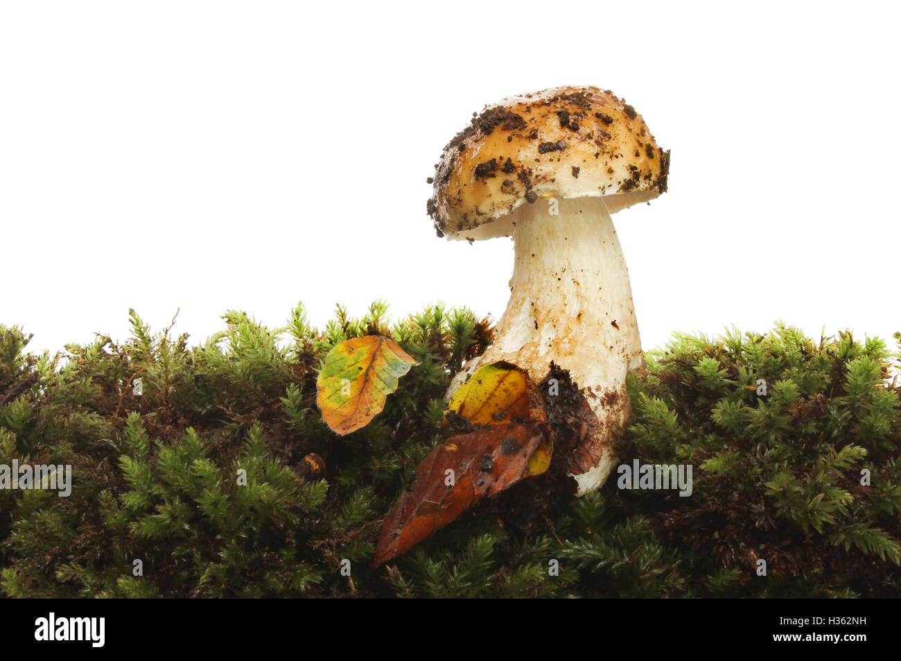 Toadstool fungi growing in moss against a white background Stock Photo ...