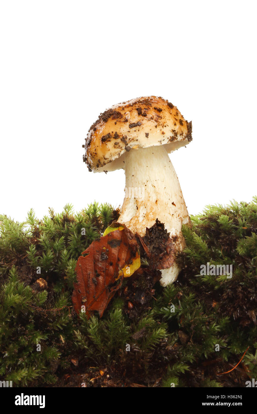 Toadstool growing in moss against a white background Stock Photo - Alamy