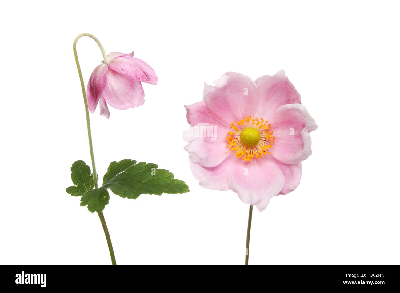 Two Japanese Anemone flowers front and side view isolated against white ...