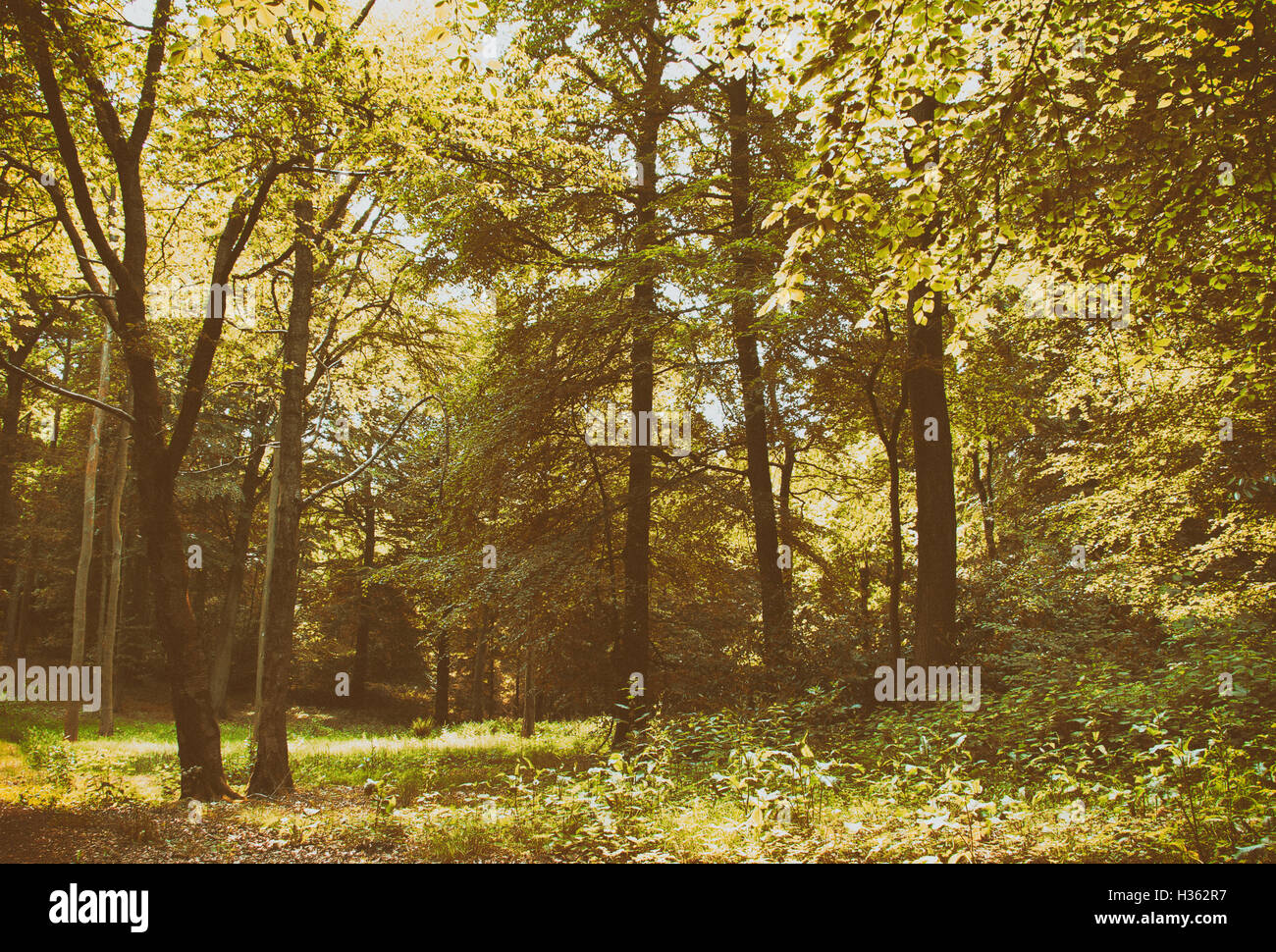 English woodland in the early morning sun Stock Photo - Alamy