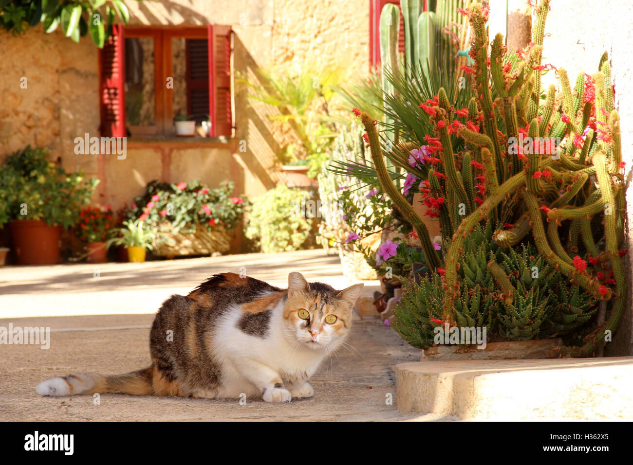 domestic cat, calico, tricolor, torbie, lying in a courtyard of a finca ...