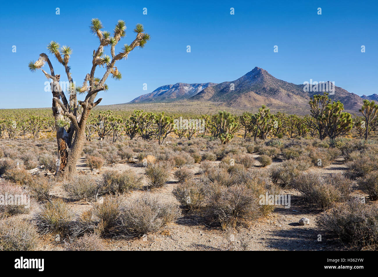 Arizona desert landscape hi-res stock photography and images - Alamy