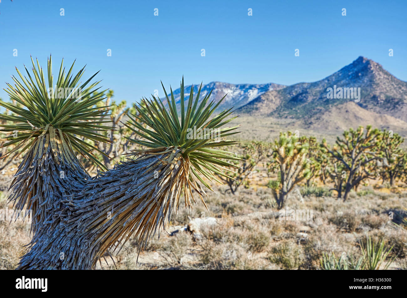 Joshua tree and Arizona desert near the Grand Canyon Stock Photo - Alamy