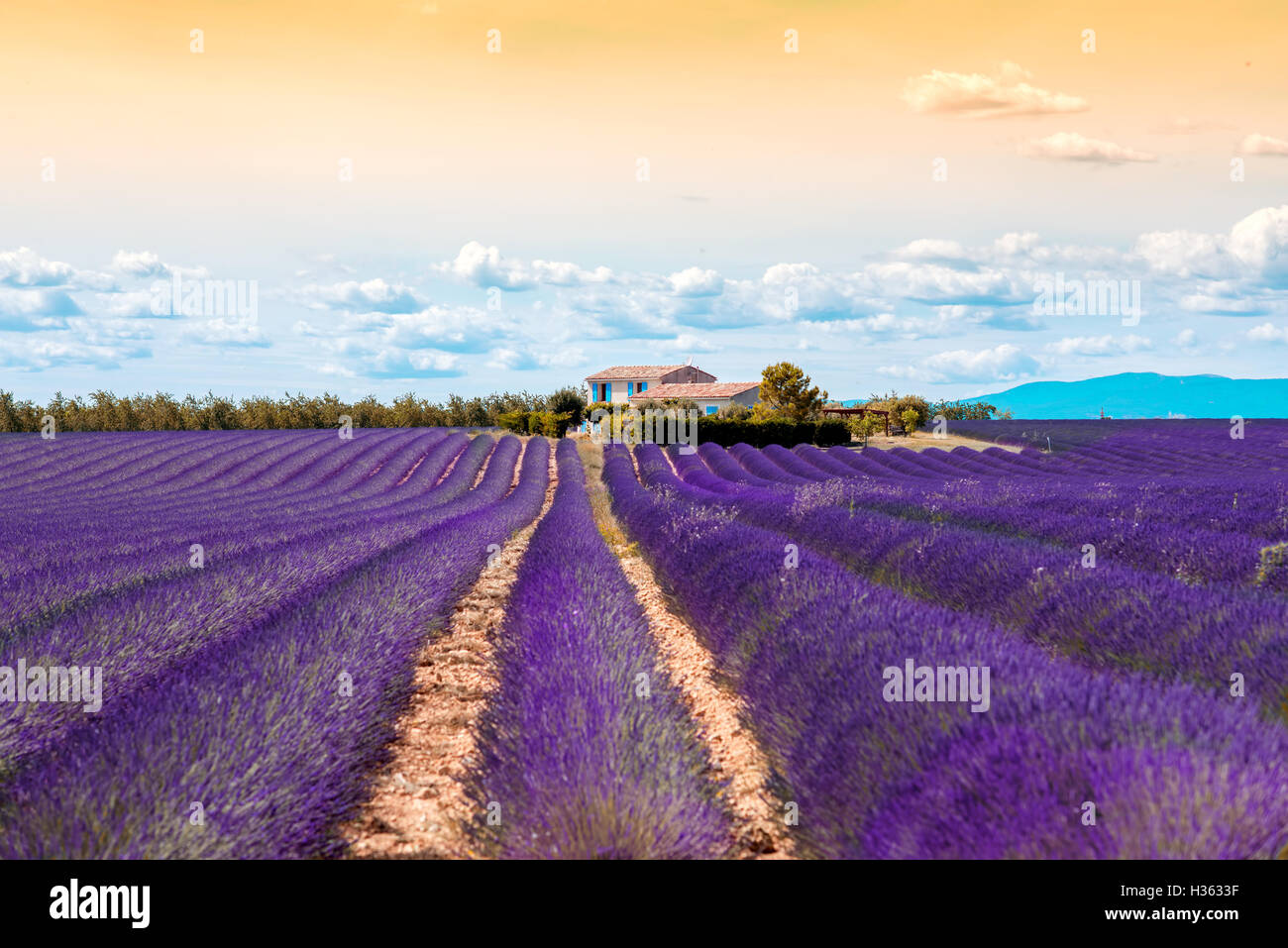 French farmhouse lavender hi-res stock photography and images - Alamy