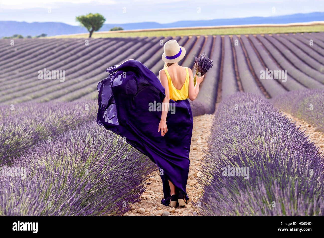 Woman with lavender in the field Stock Photo - Alamy