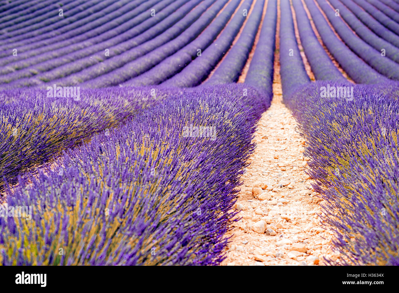 Lavender field background Stock Photo - Alamy
